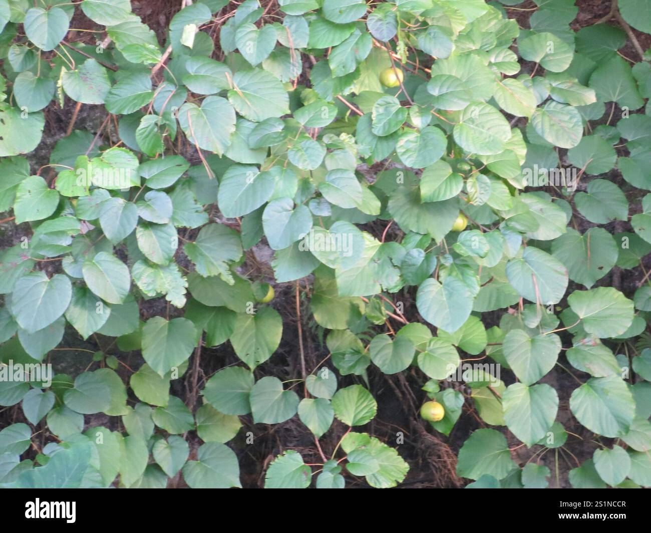 tung oil tree (Vernicia fordii Stock Photo - Alamy