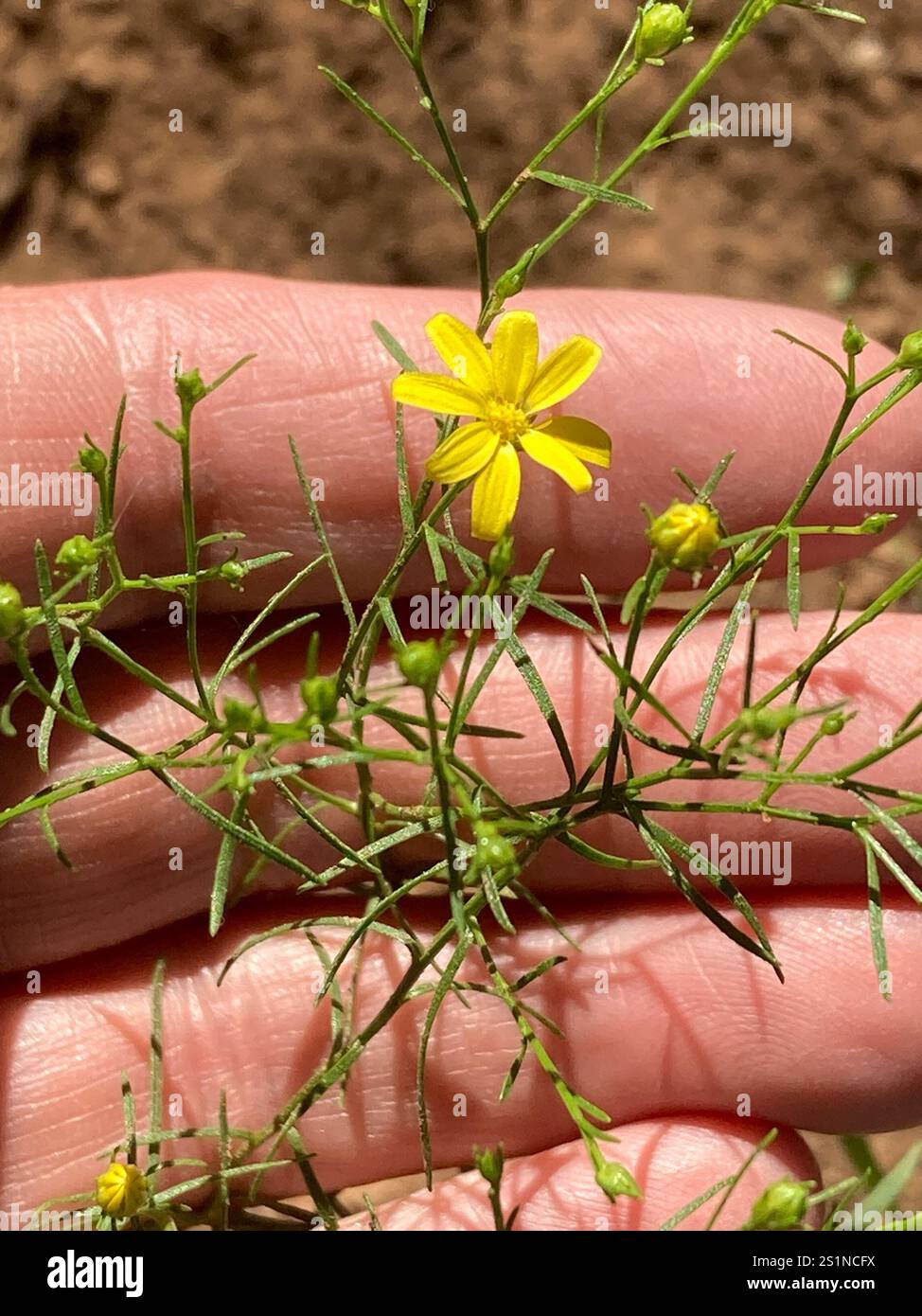 prairie broomweed (Amphiachyris dracunculoides Stock Photo - Alamy