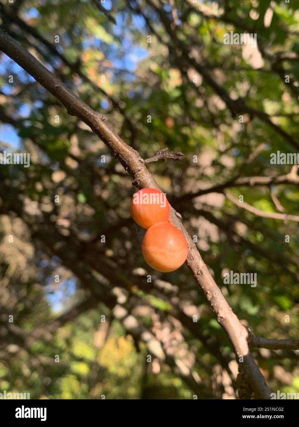 California Gall Wasp (Andricus quercuscalifornicus Stock Photo - Alamy