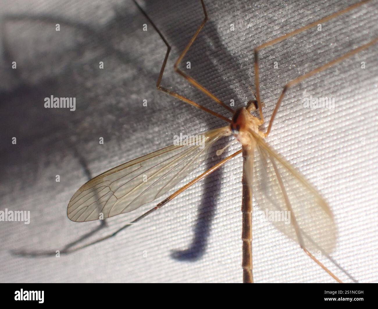 Crane Flies (Tipulomorpha Stock Photo - Alamy