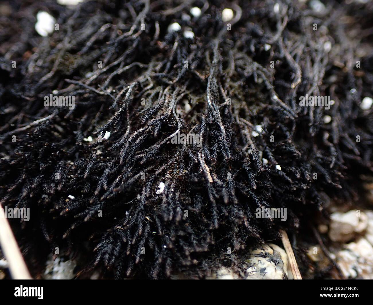 Black Rock Moss (Andreaea rupestris Stock Photo - Alamy