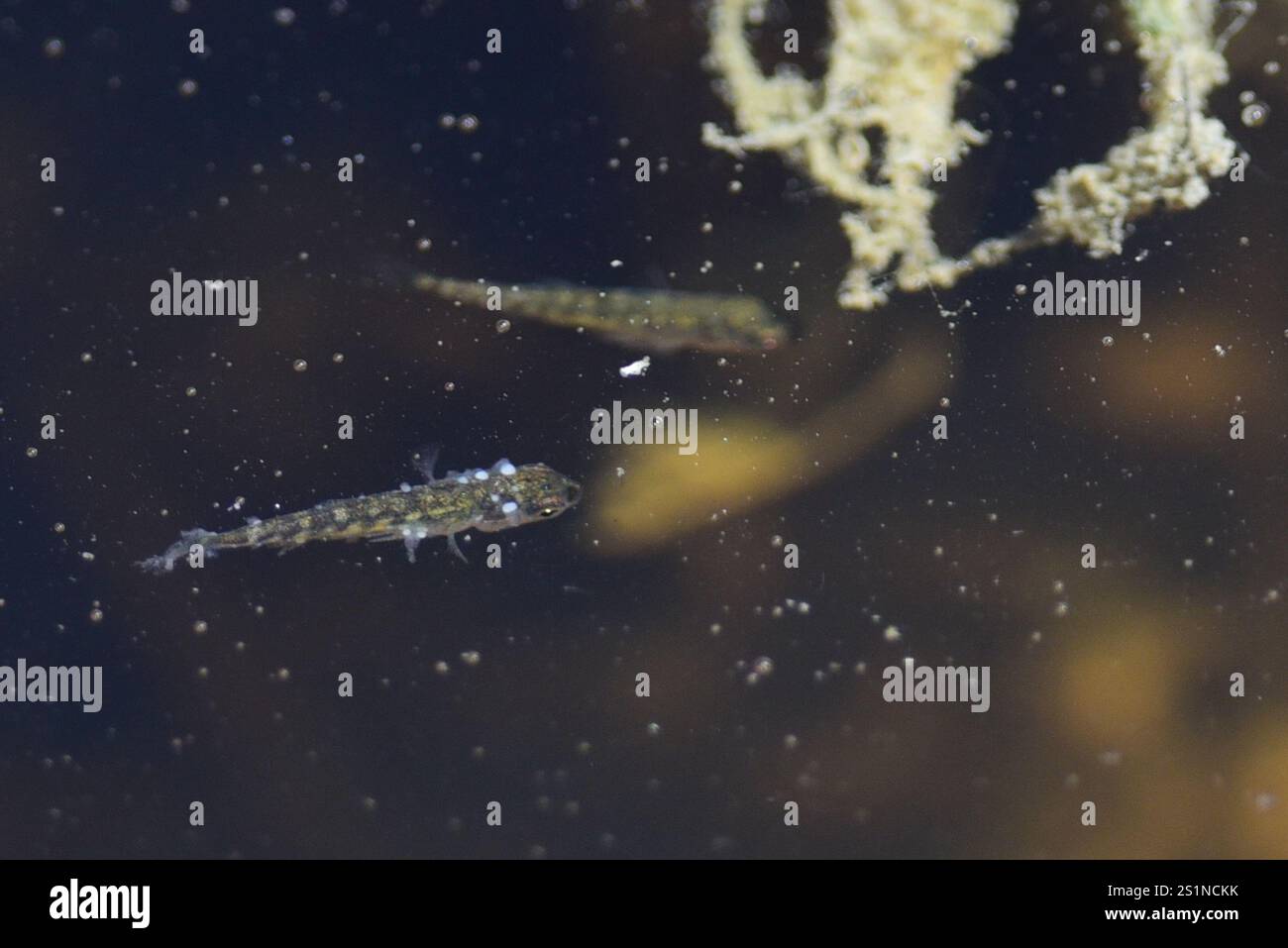 Threespine Stickleback (Gasterosteus aculeatus Stock Photo - Alamy