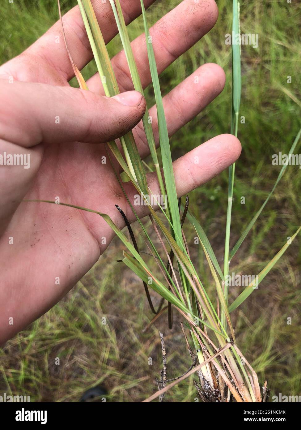 red lovegrass (Eragrostis secundiflora oxylepis Stock Photo - Alamy