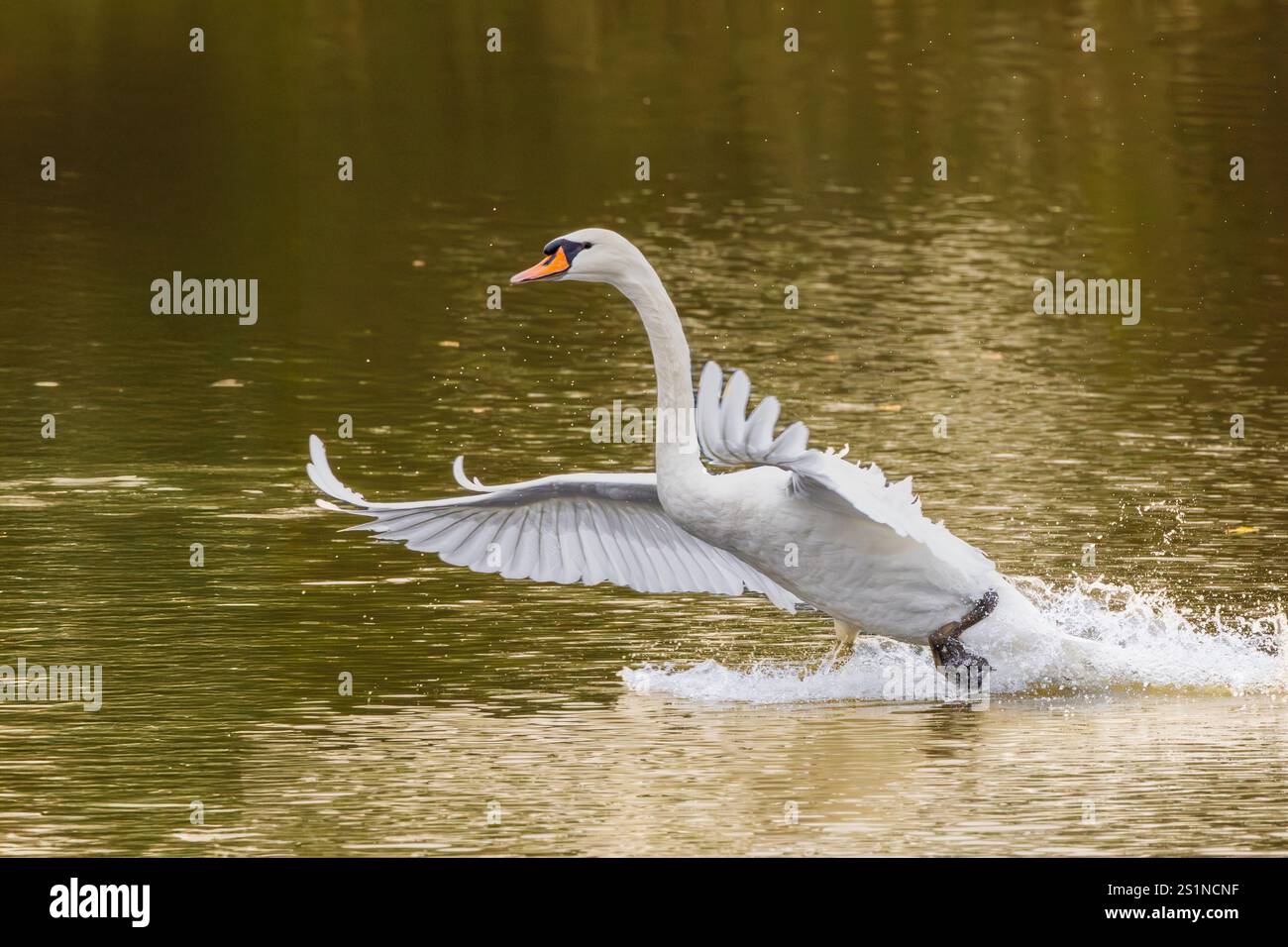 Mute Swan, Cygnus olor, rising from the water surface, with curved neck ...