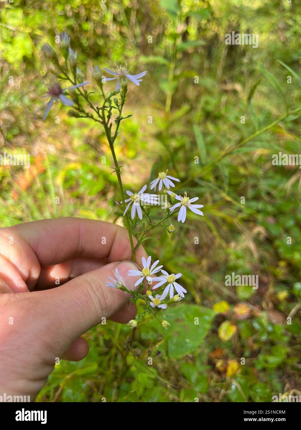 Common Blue Wood Aster (Symphyotrichum cordifolium Stock Photo - Alamy
