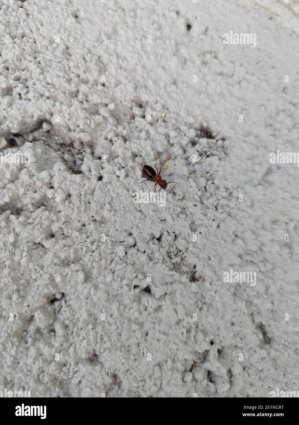 Florida Carpenter Ant (Camponotus floridanus Stock Photo - Alamy