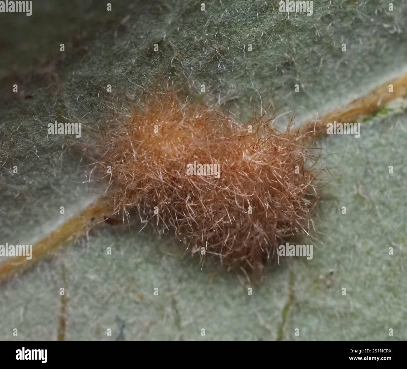 oak flake gall wasp (Neuroterus quercusverrucarum Stock Photo - Alamy