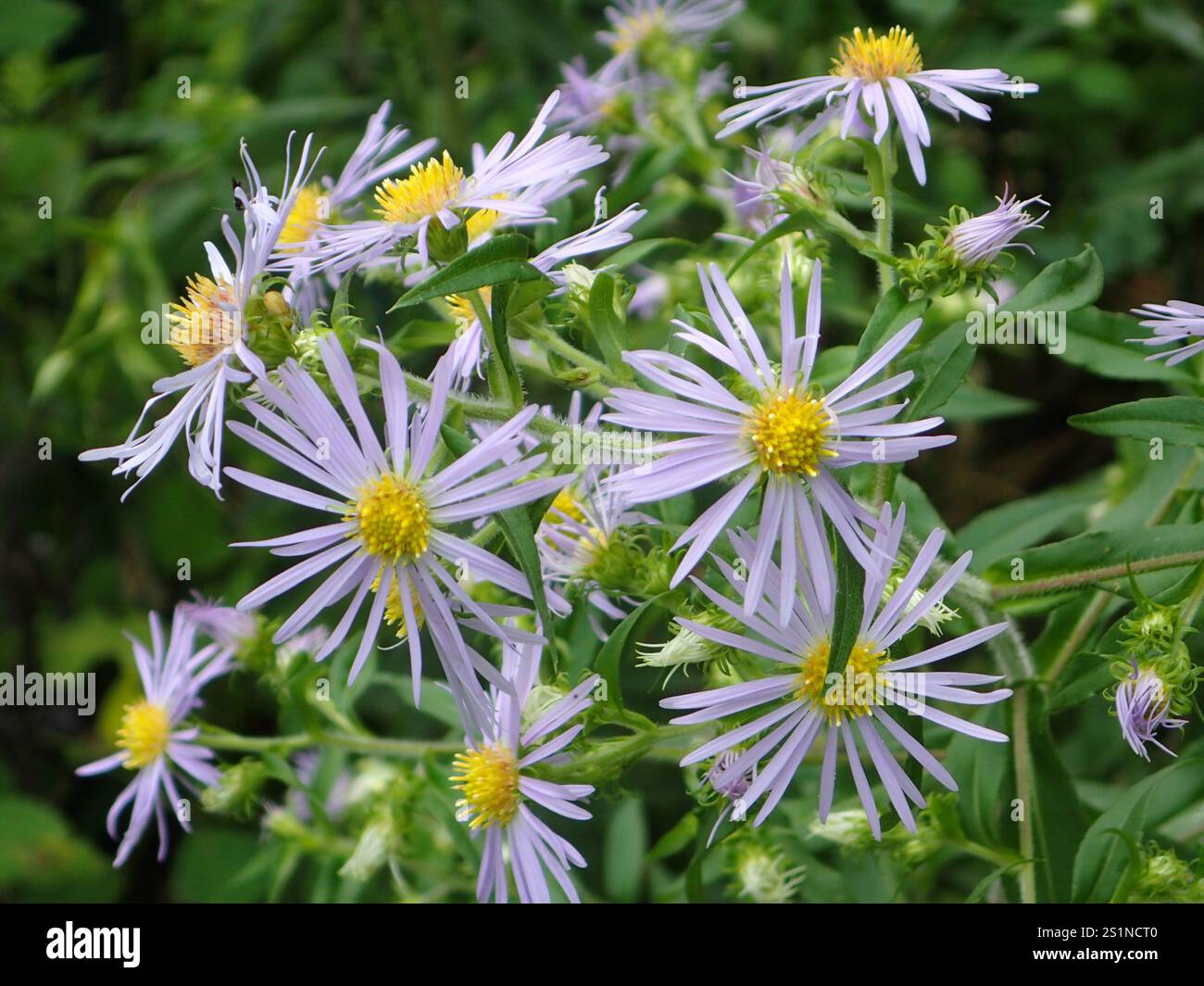 swamp aster (Symphyotrichum puniceum Stock Photo - Alamy