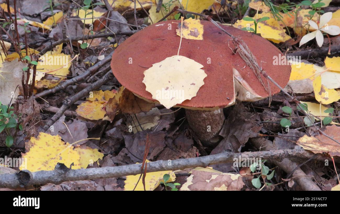 Red-capped Scaber Stalk (Leccinum aurantiacum Stock Photo - Alamy