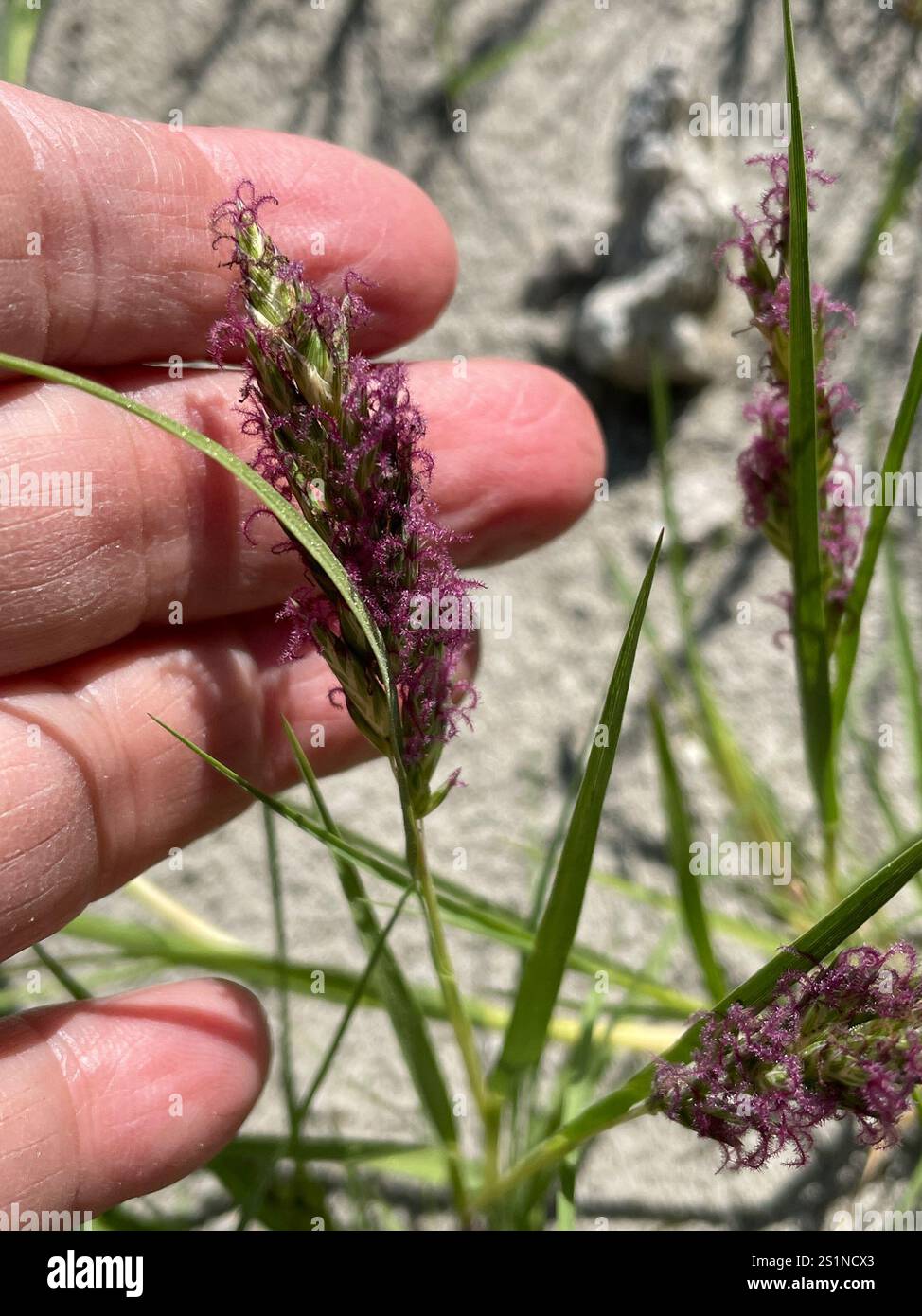 Saltgrass (Distichlis spicata Stock Photo - Alamy