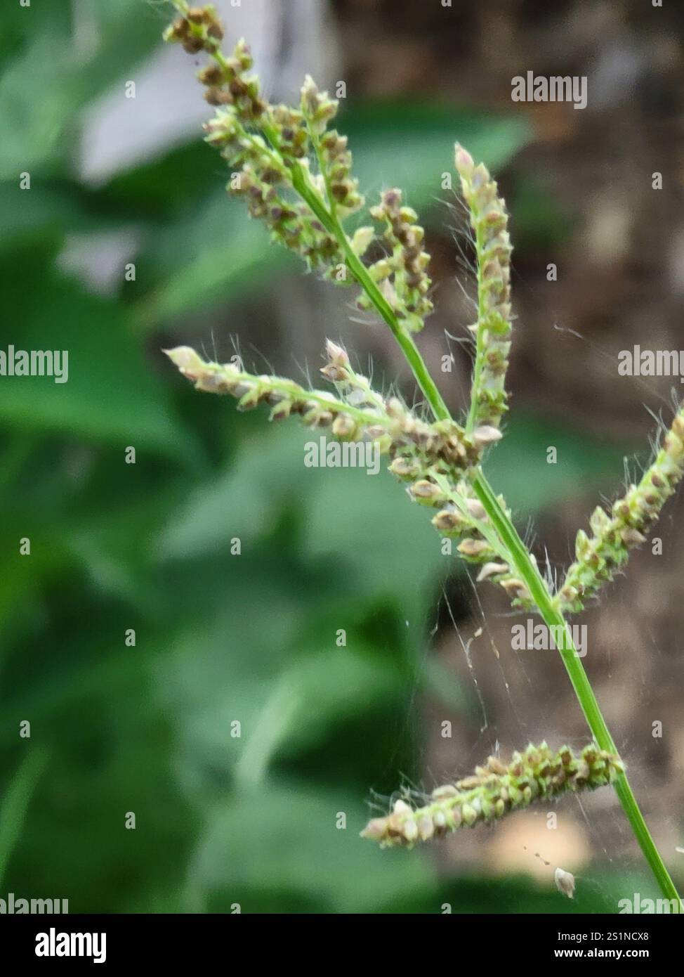bristlegrasses, bluestems, paspalums, and allies (Panicoideae Stock ...