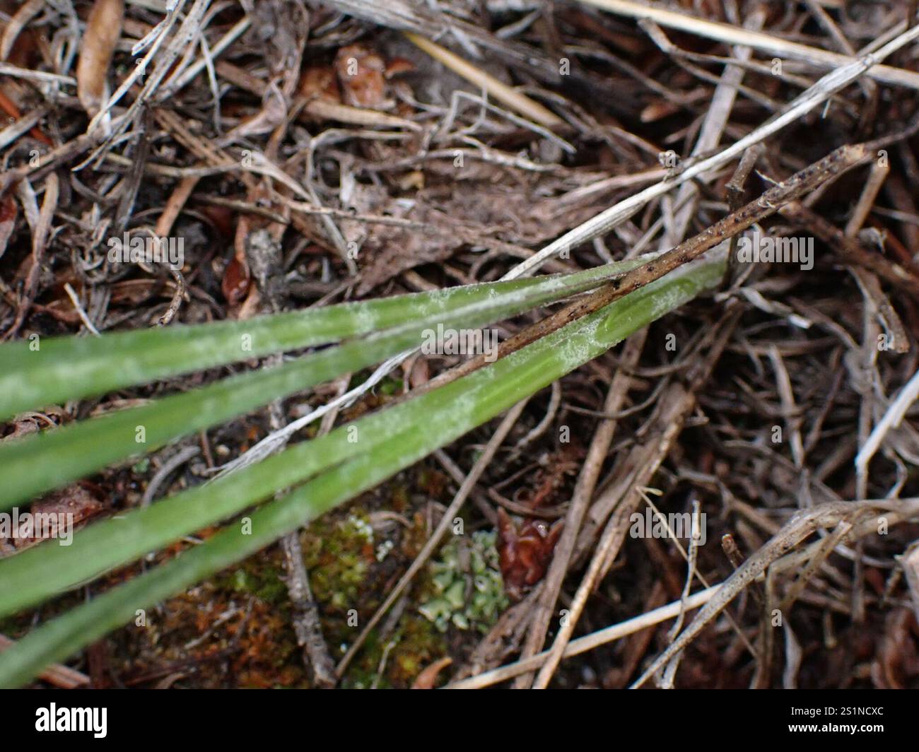 Slender Hawksbeard (Crepis atribarba Stock Photo - Alamy