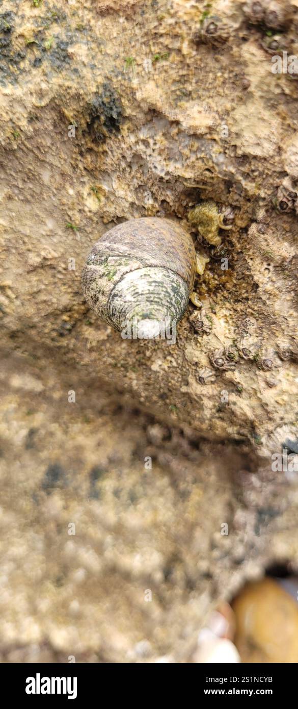 Trochidae hi-res stock photography and images - Alamy