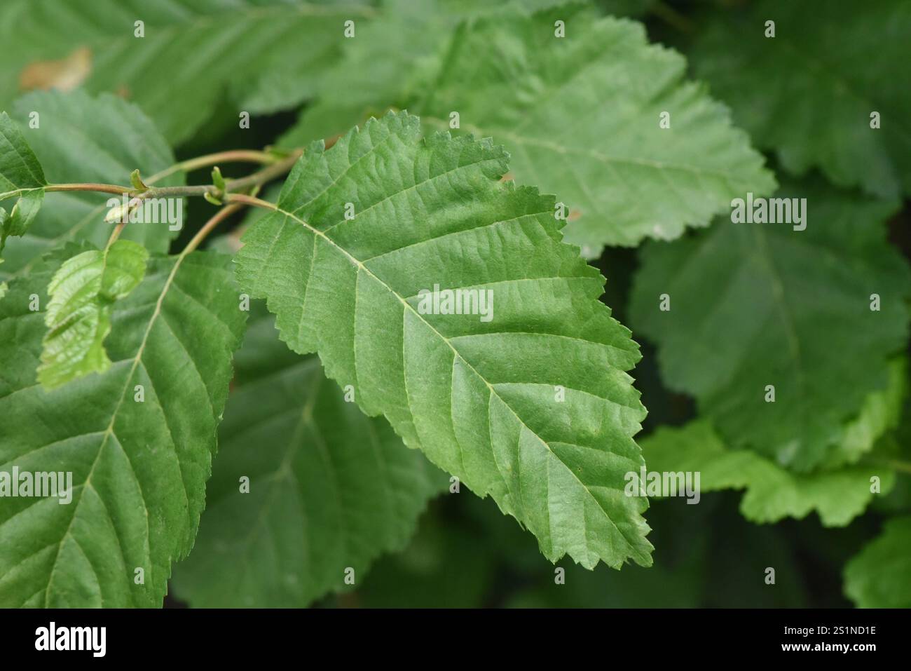 green alder (Alnus alnobetula Stock Photo - Alamy