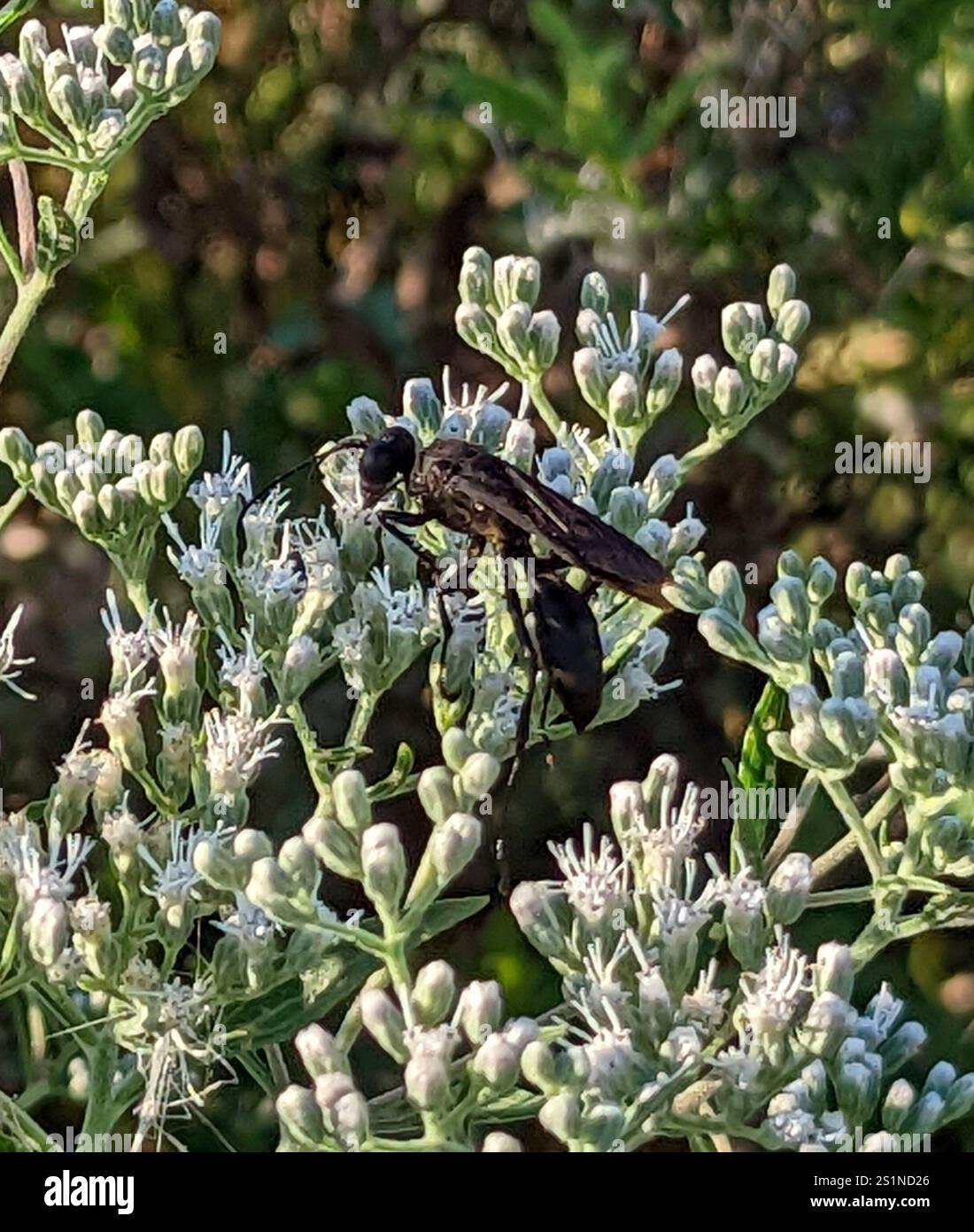 Great Black Digger Wasp (Sphex pensylvanicus Stock Photo - Alamy