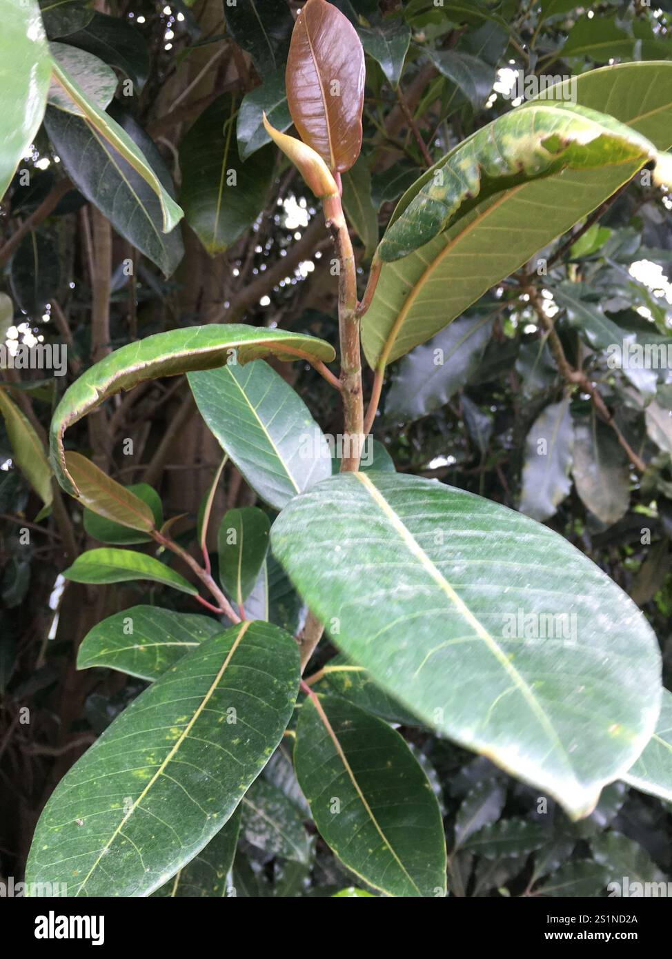 West Indian Laurel Fig (Ficus americana Stock Photo - Alamy
