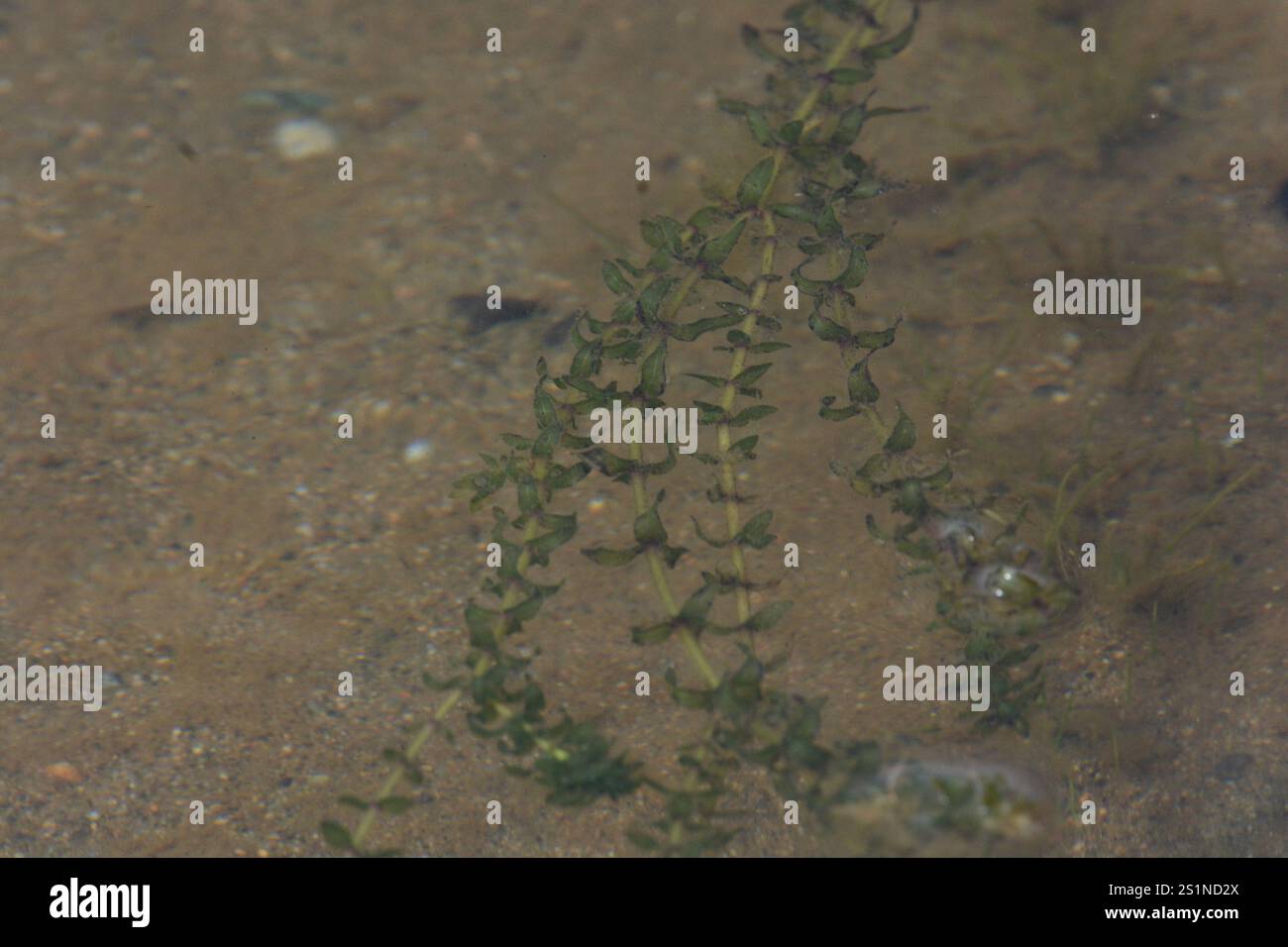 Canadian Waterweed (Elodea canadensis Stock Photo - Alamy