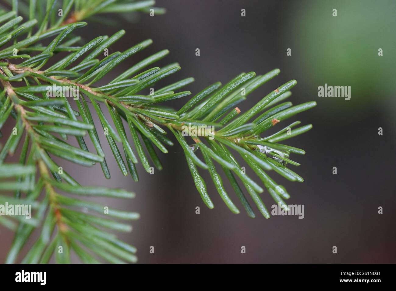subalpine fir (Abies lasiocarpa Stock Photo - Alamy