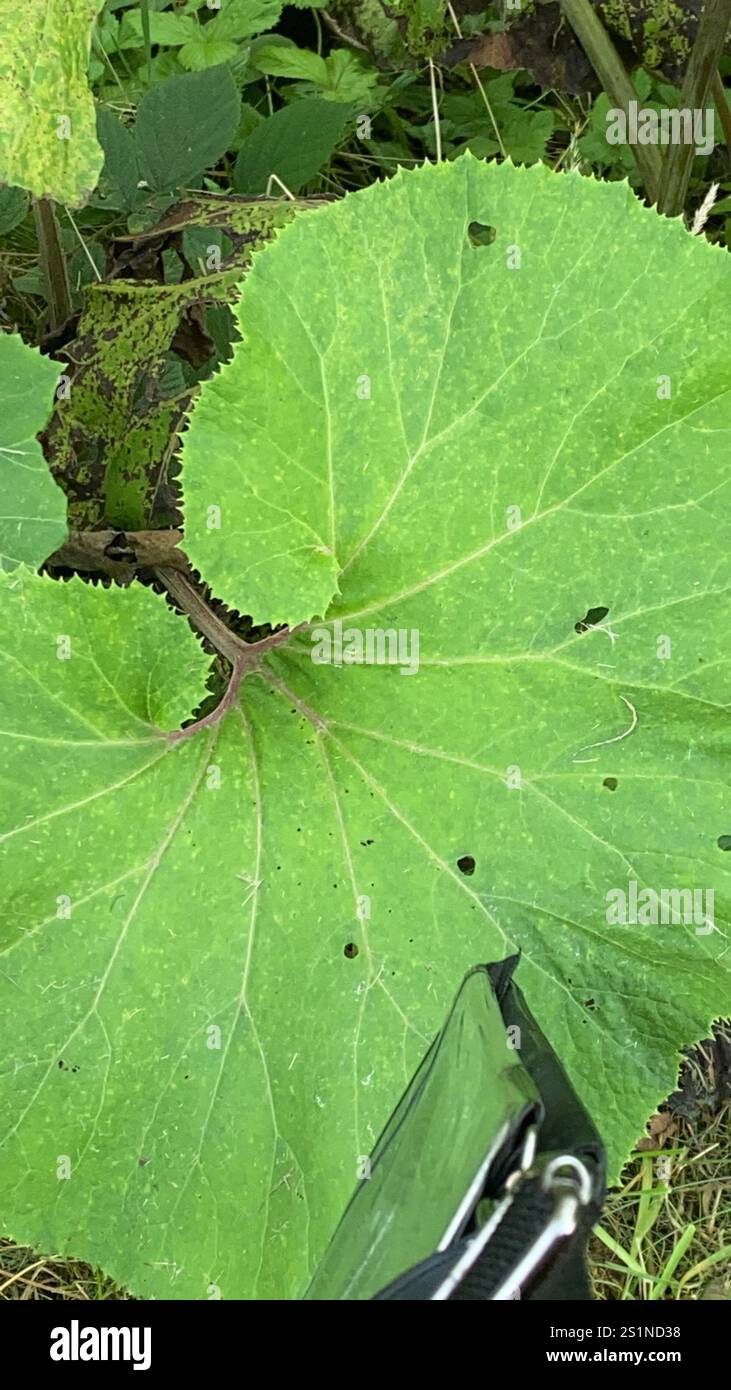 Giant Butterbur (Petasites japonicus Stock Photo - Alamy
