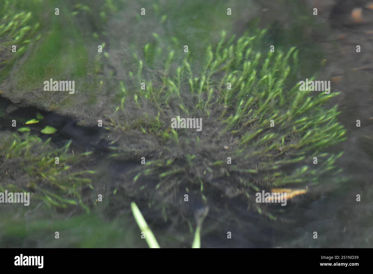 Streamside Leptodictyum Moss (Leptodictyum riparium Stock Photo - Alamy