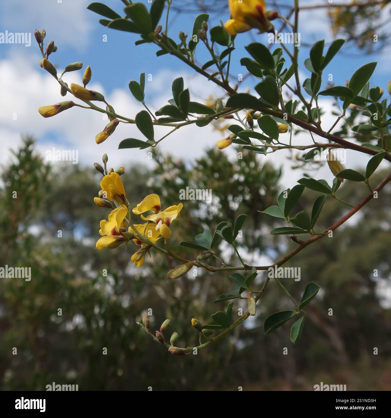 Clover-leaved Poison (Goodia lotifolia Stock Photo - Alamy