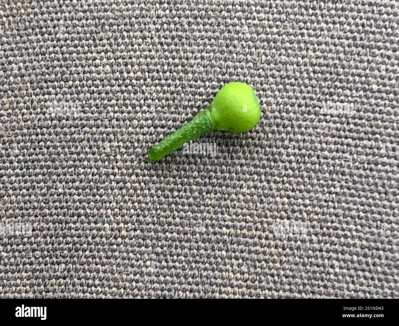 tall ramping-fumitory (Fumaria bastardii Stock Photo - Alamy