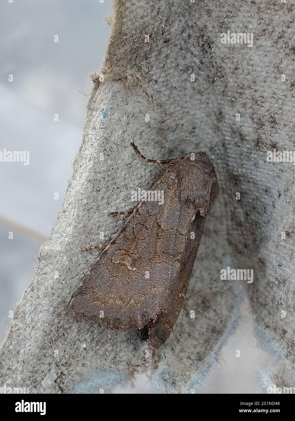 Northern Deep-brown Dart (Aporophyla lueneburgensis Stock Photo - Alamy