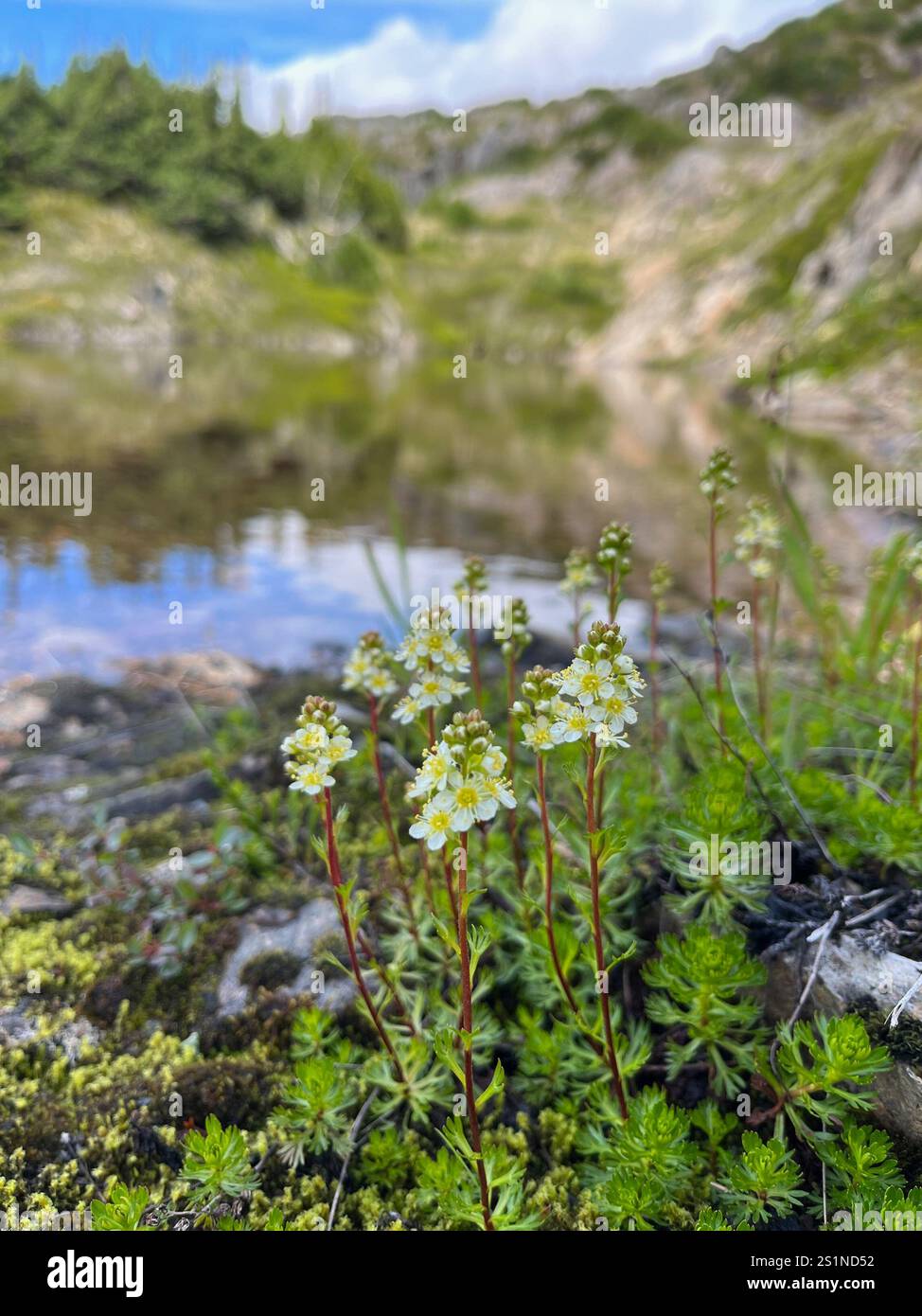 Partridgefoot (Luetkea pectinata Stock Photo - Alamy
