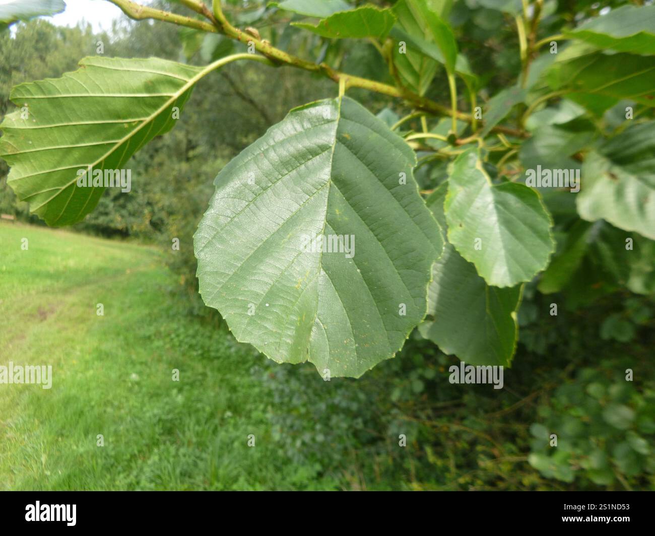 common alder (Alnus glutinosa Stock Photo - Alamy