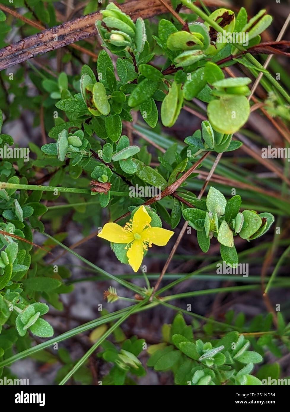 St. Andrew's cross (Hypericum hypericoides Stock Photo - Alamy