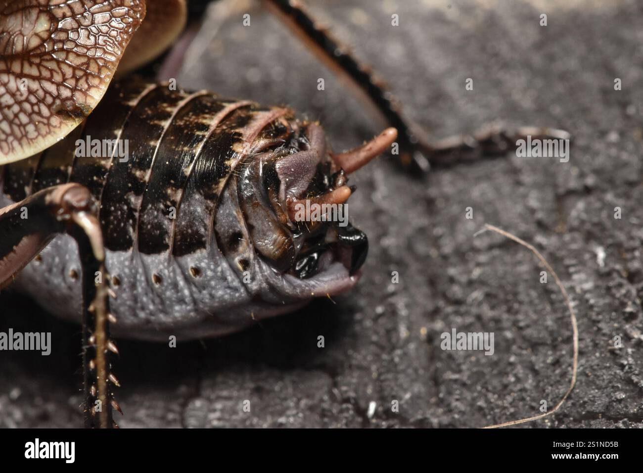 Great Grig (Cyphoderris monstrosa Stock Photo - Alamy