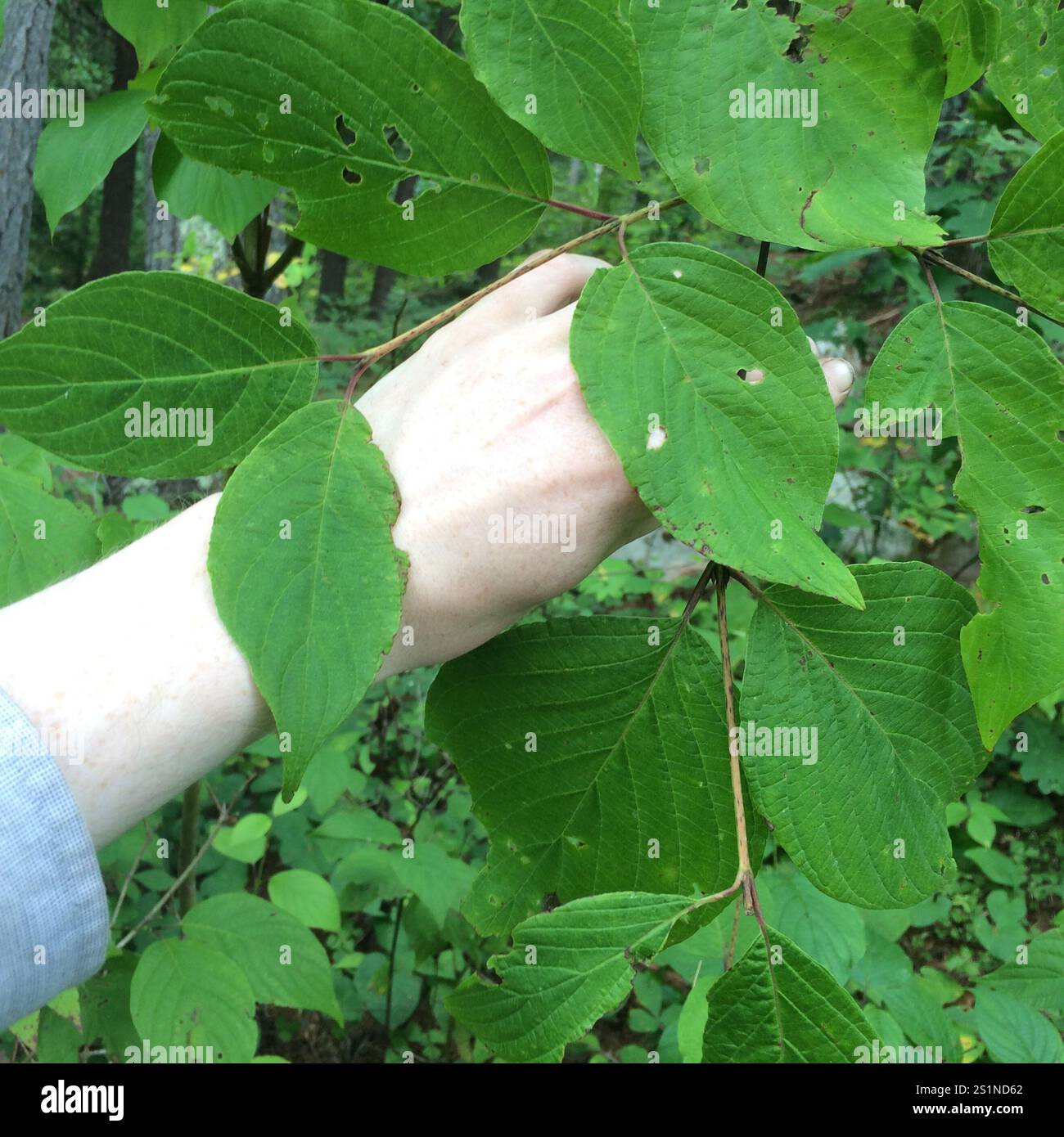 Round-leaved Dogwood (Cornus rugosa Stock Photo - Alamy