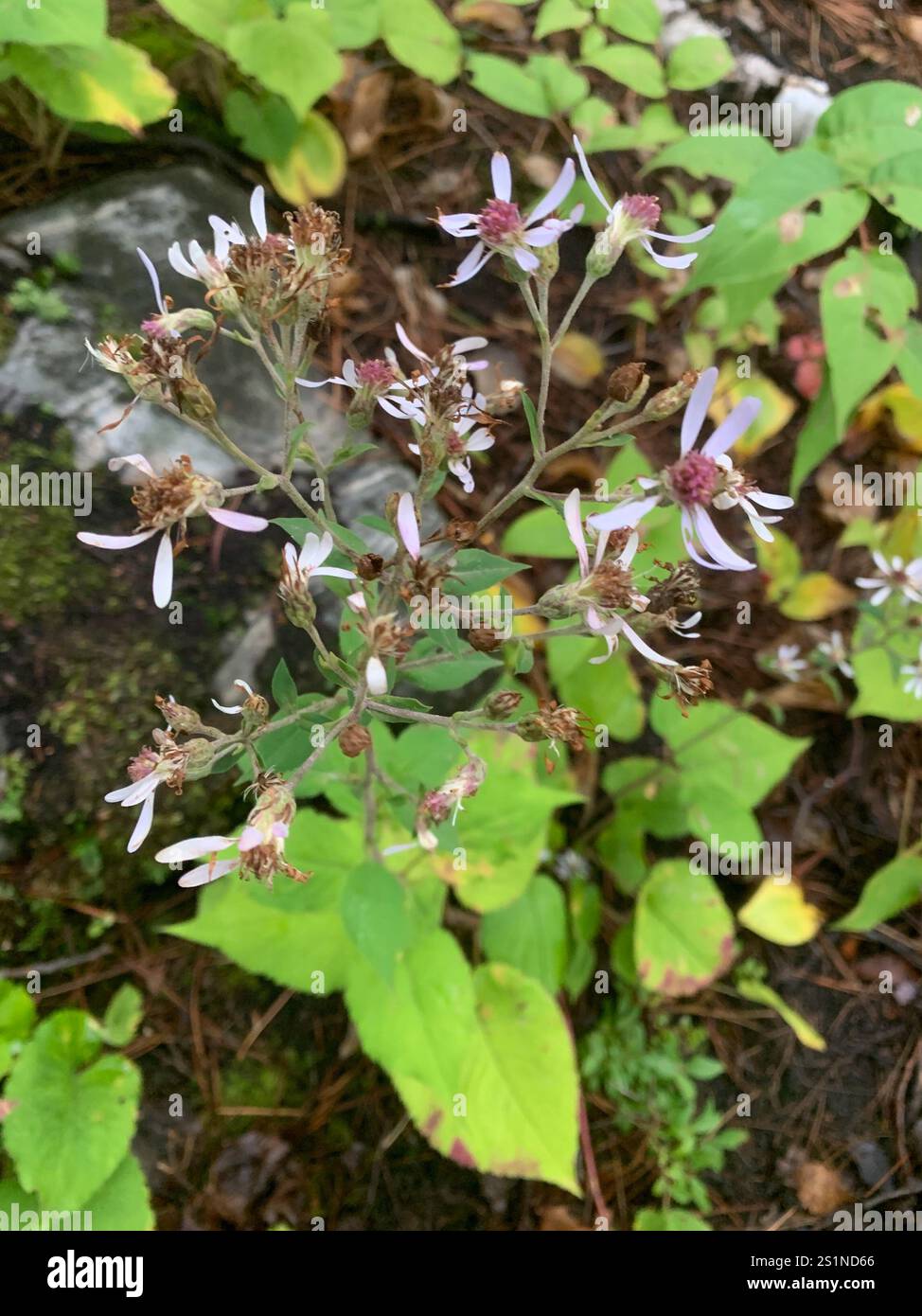 large-leaved aster (Eurybia macrophylla Stock Photo - Alamy
