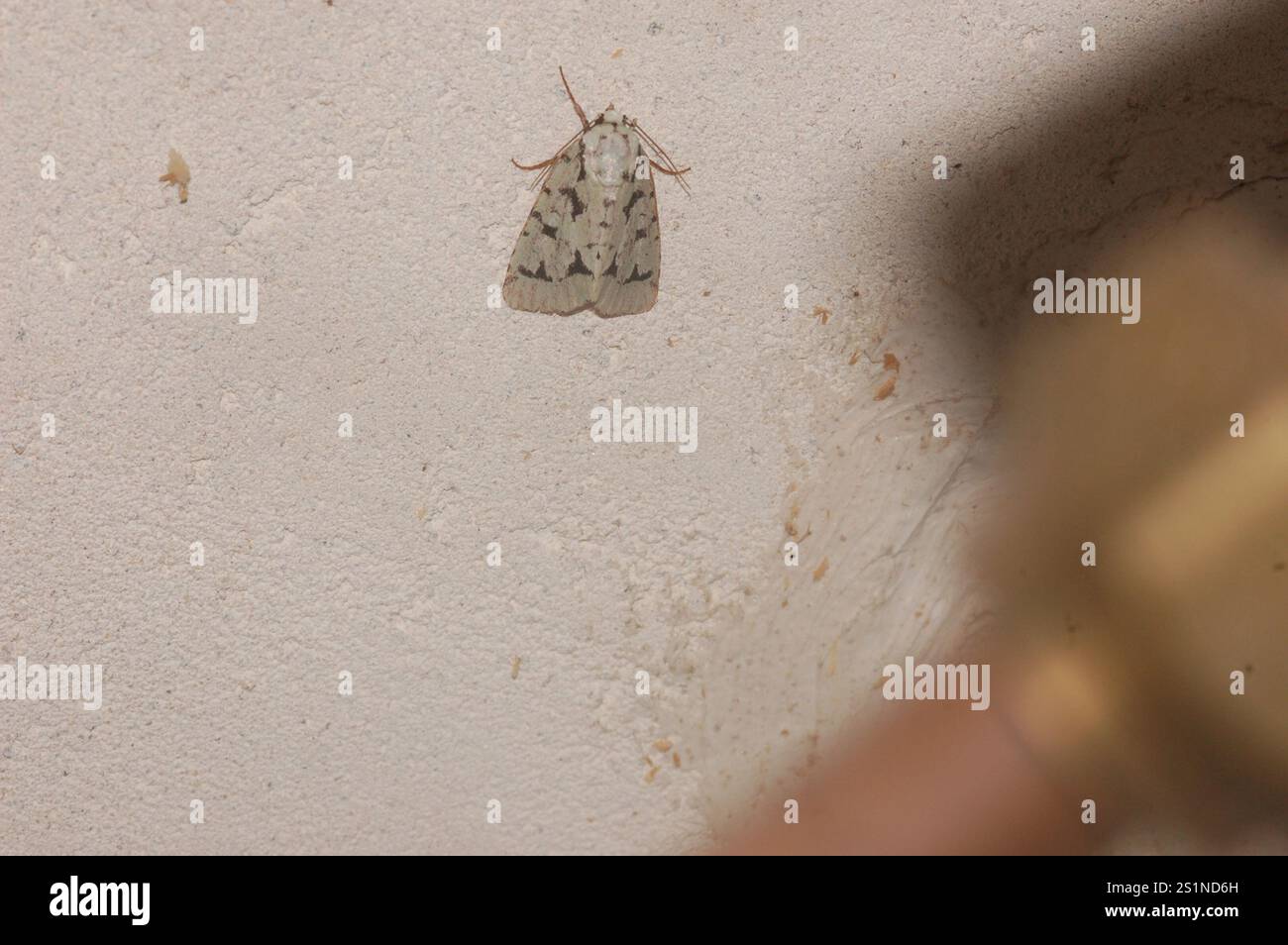 Green Marvel (Acronicta fallax Stock Photo - Alamy