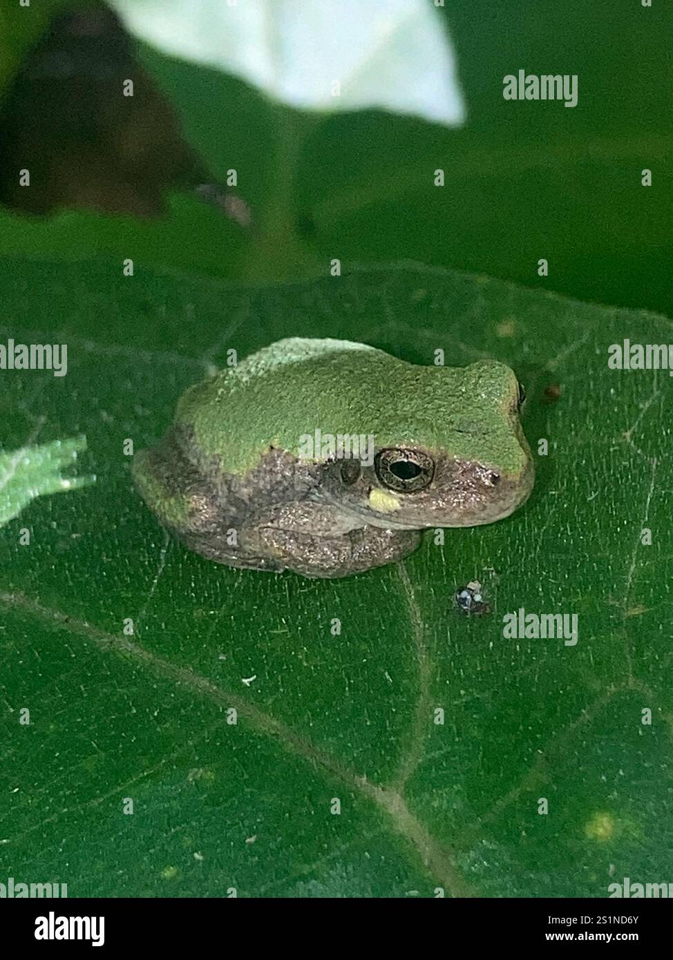 Bird-voiced Treefrog (Hyla avivoca Stock Photo - Alamy