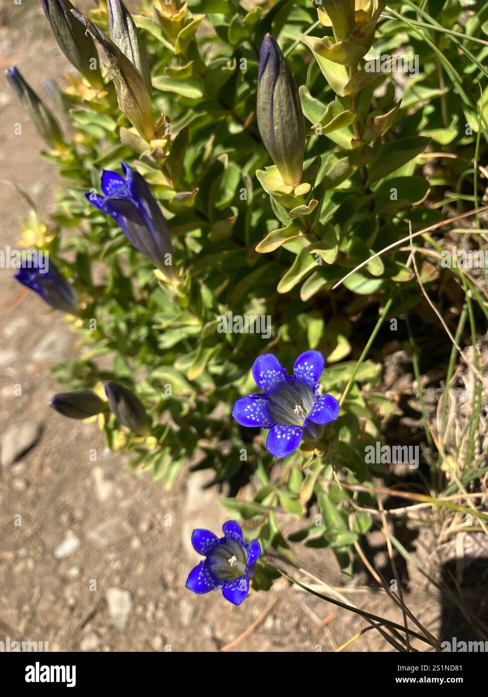 Mountain Bog Gentian (Gentiana calycosa Stock Photo - Alamy