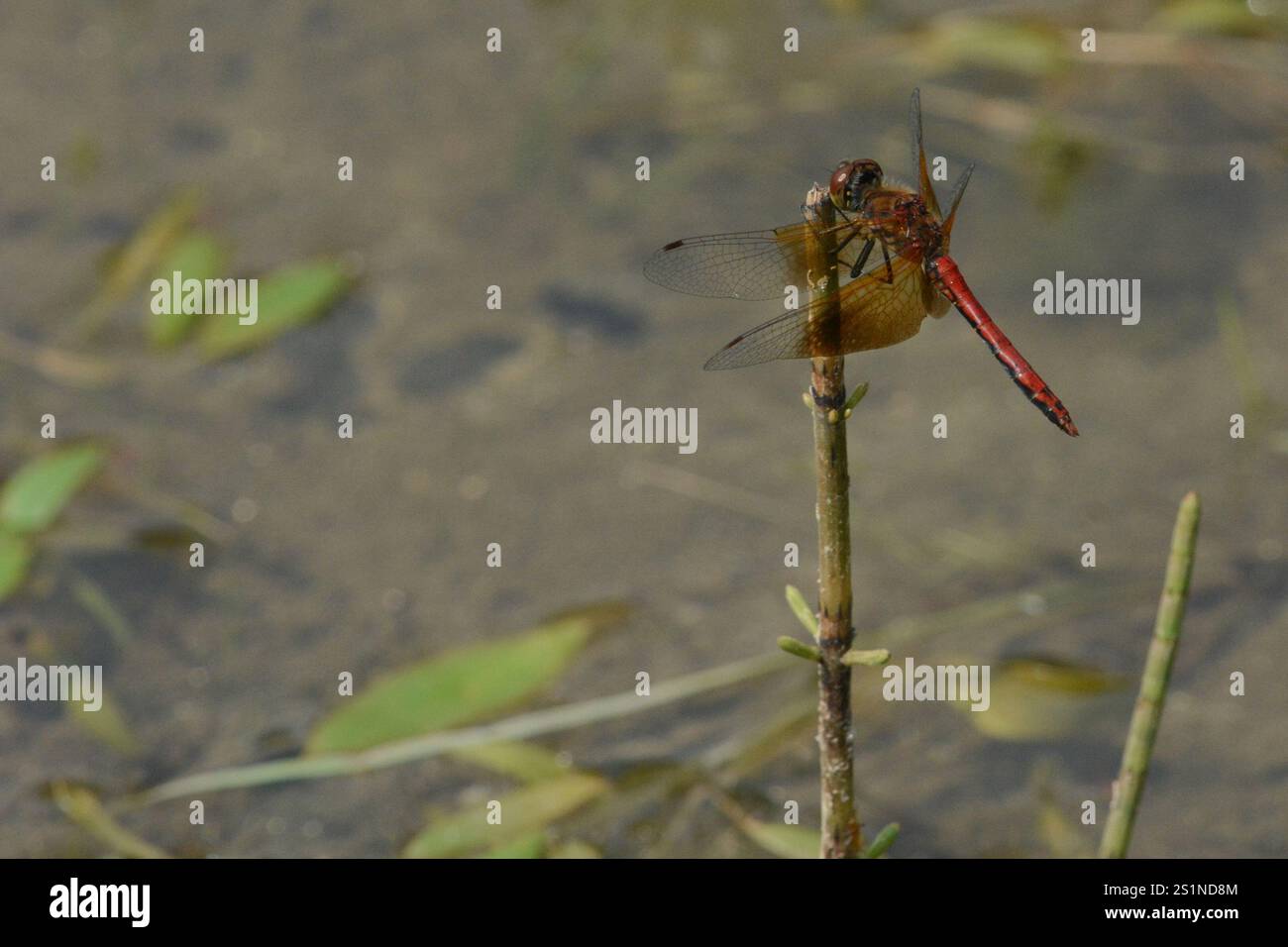 Band-winged Meadowhawk (Sympetrum semicinctum Stock Photo - Alamy