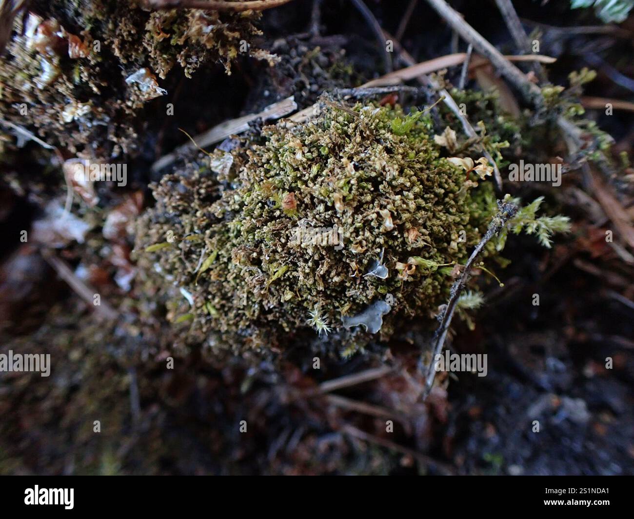 Ragged Notchwort (Mesoptychia heterocolpos Stock Photo - Alamy