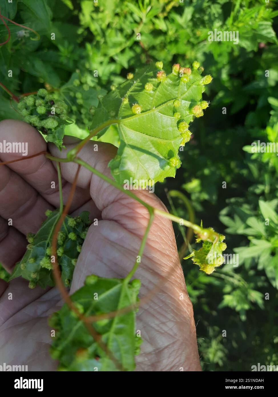 Grape Phylloxera (Daktulosphaira vitifoliae Stock Photo - Alamy