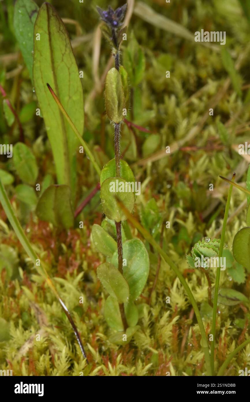American alpine speedwell (Veronica wormskjoldii Stock Photo - Alamy