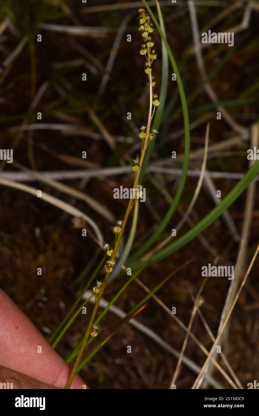 common arrowgrass (Triglochin maritima Stock Photo - Alamy