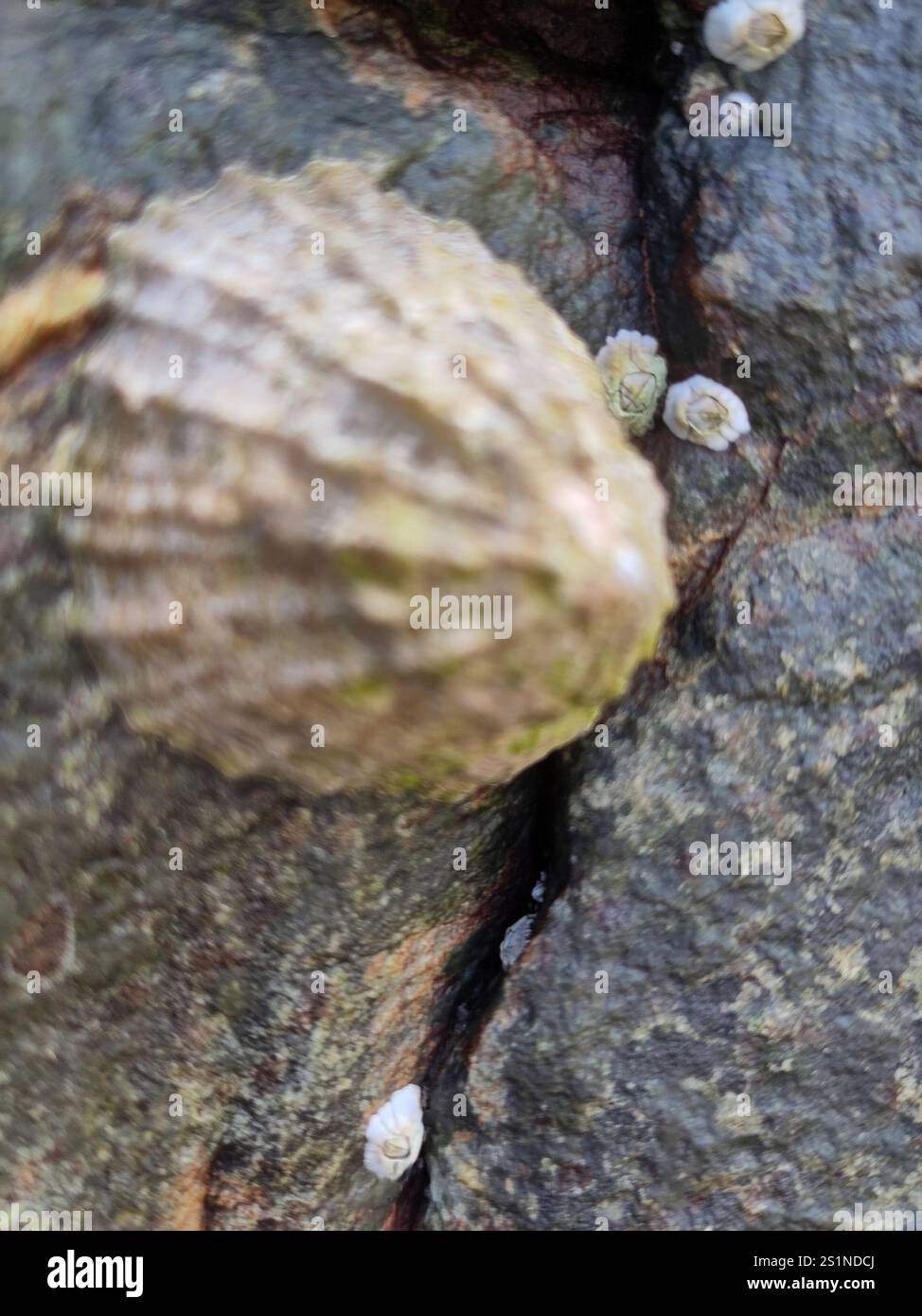 Common European Limpet (Patella vulgata Stock Photo - Alamy