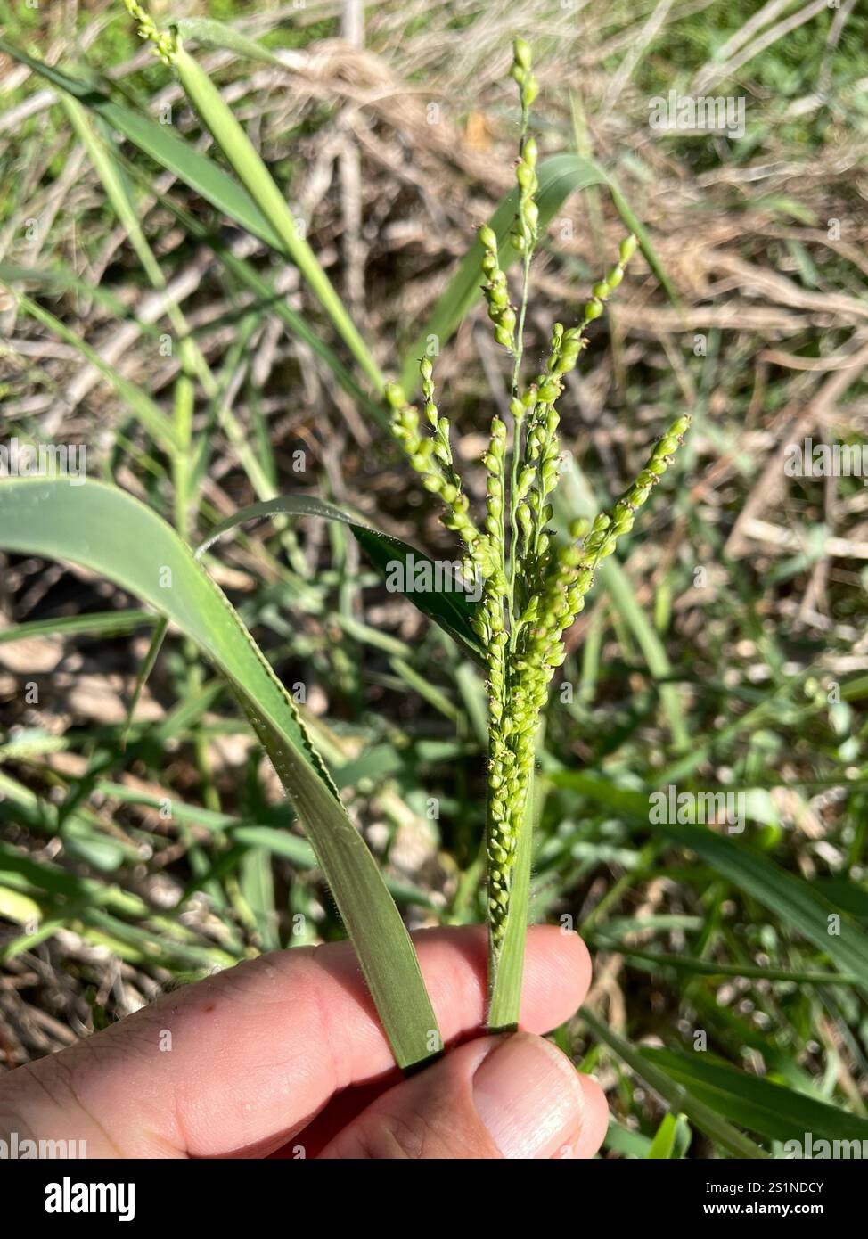 Browntop Signalgrass (Urochloa fusca Stock Photo - Alamy
