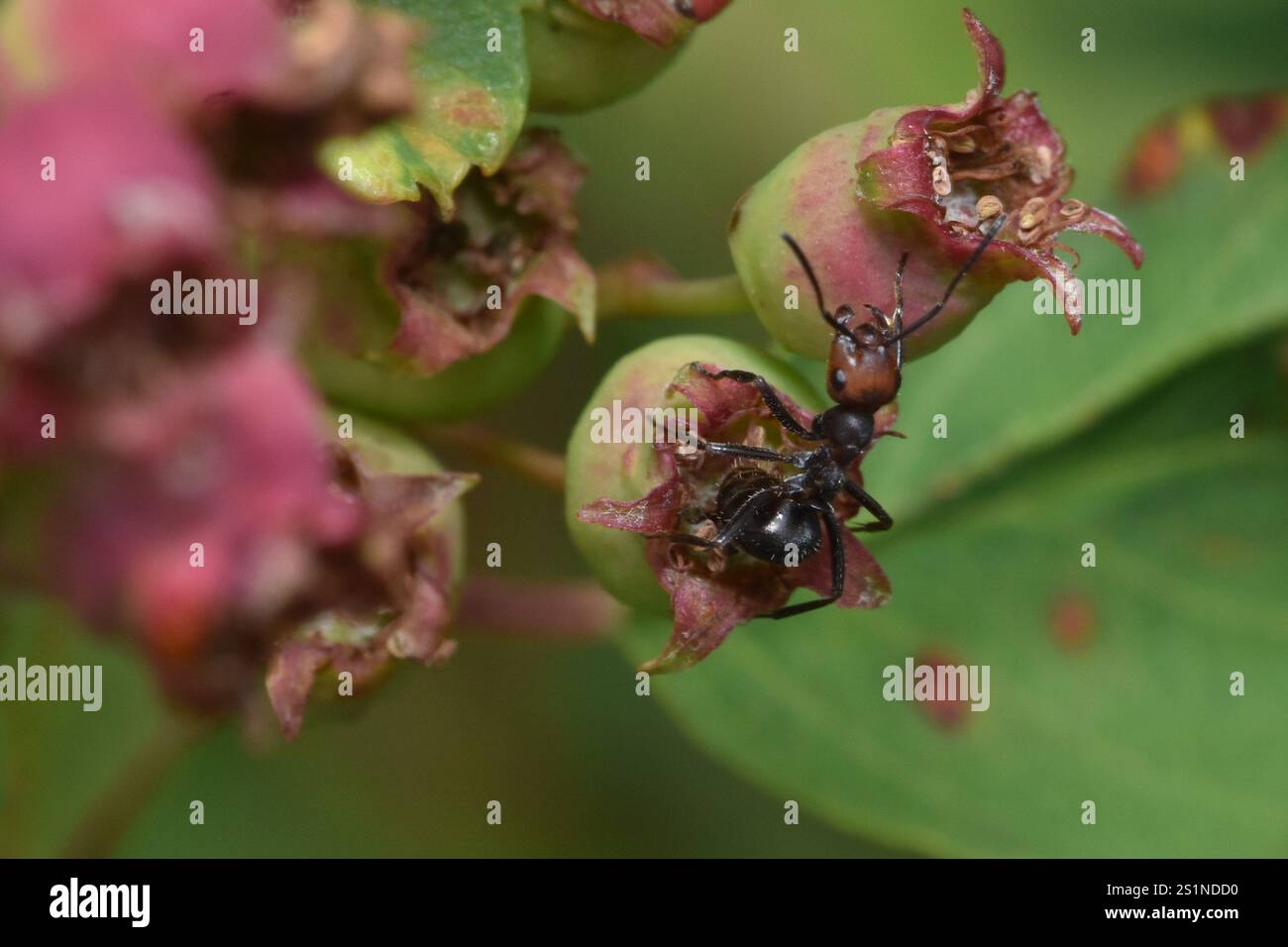 Western Thatching Ant (Formica obscuripes Stock Photo - Alamy