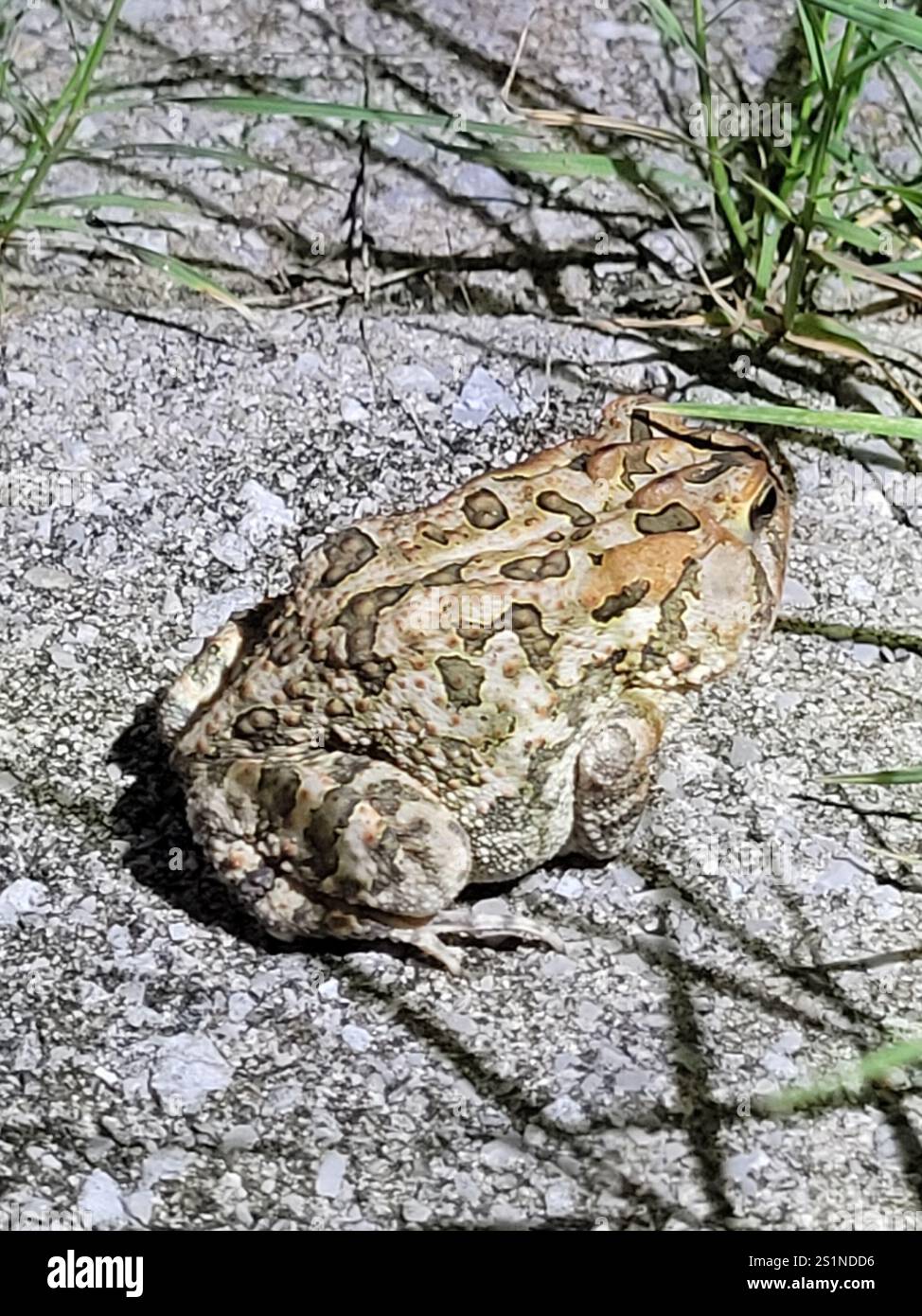 Southern Toad (Anaxyrus terrestris Stock Photo - Alamy