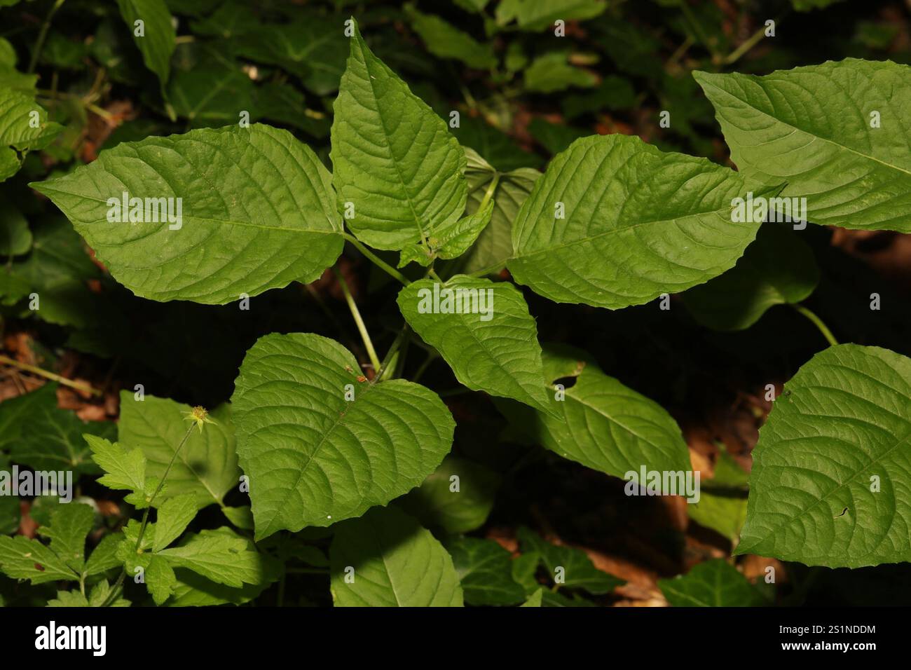 enchanter's-nightshade (Circaea lutetiana Stock Photo - Alamy