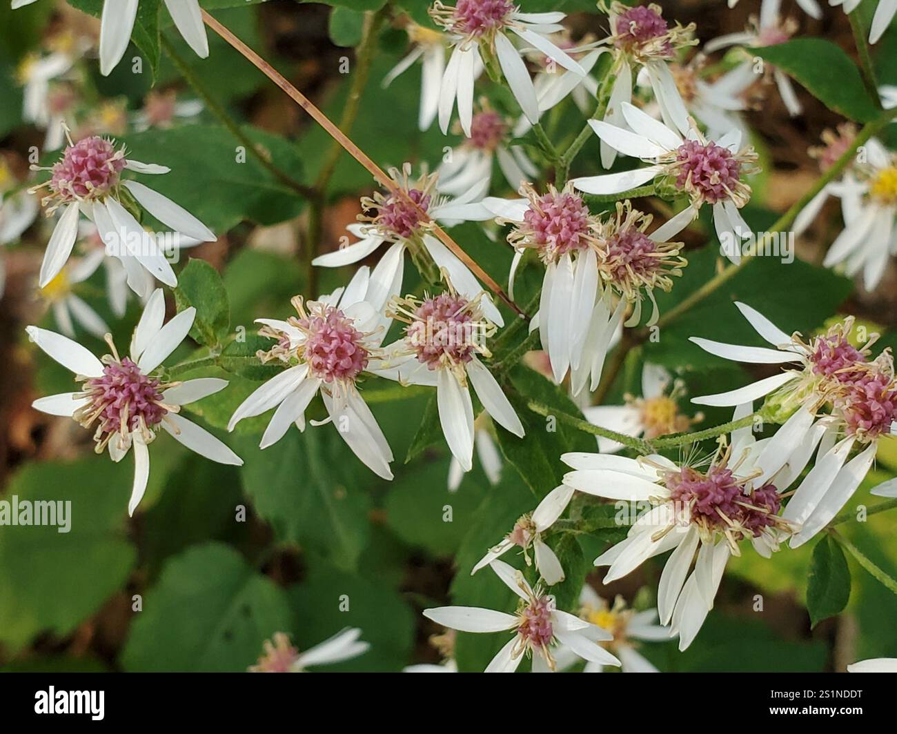White Wood Aster (Eurybia divaricata Stock Photo - Alamy
