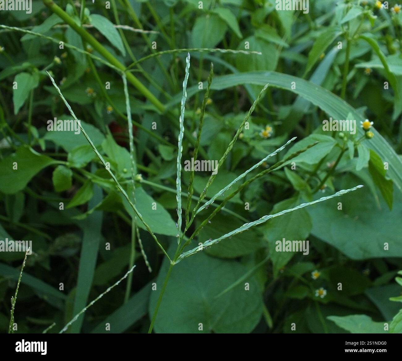 Hairy Crabgrass (Digitaria sanguinalis Stock Photo - Alamy