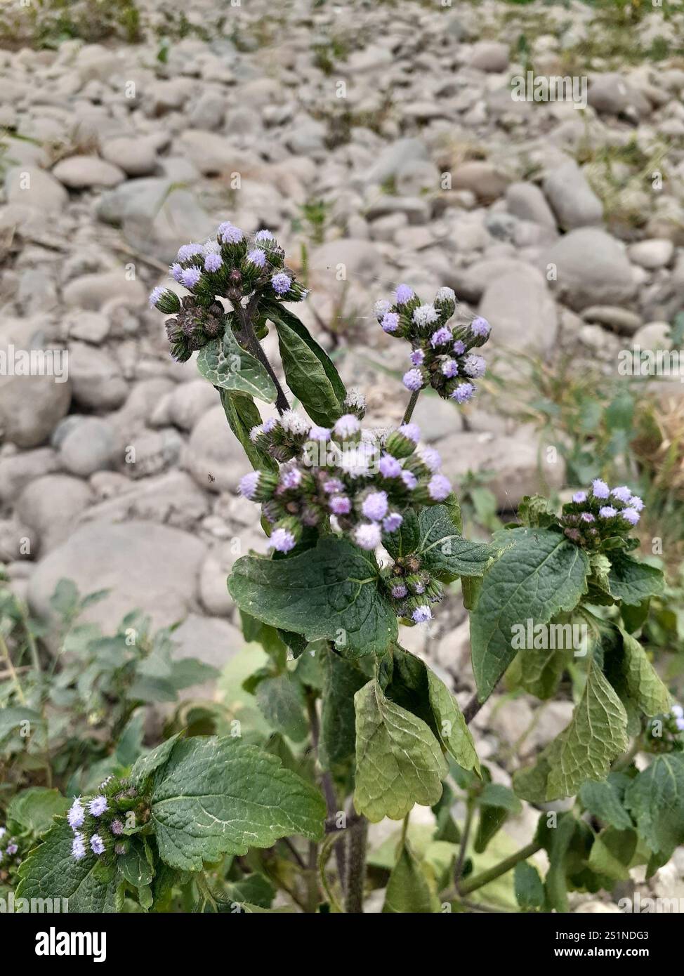 billygoat weed (Ageratum conyzoides Stock Photo - Alamy