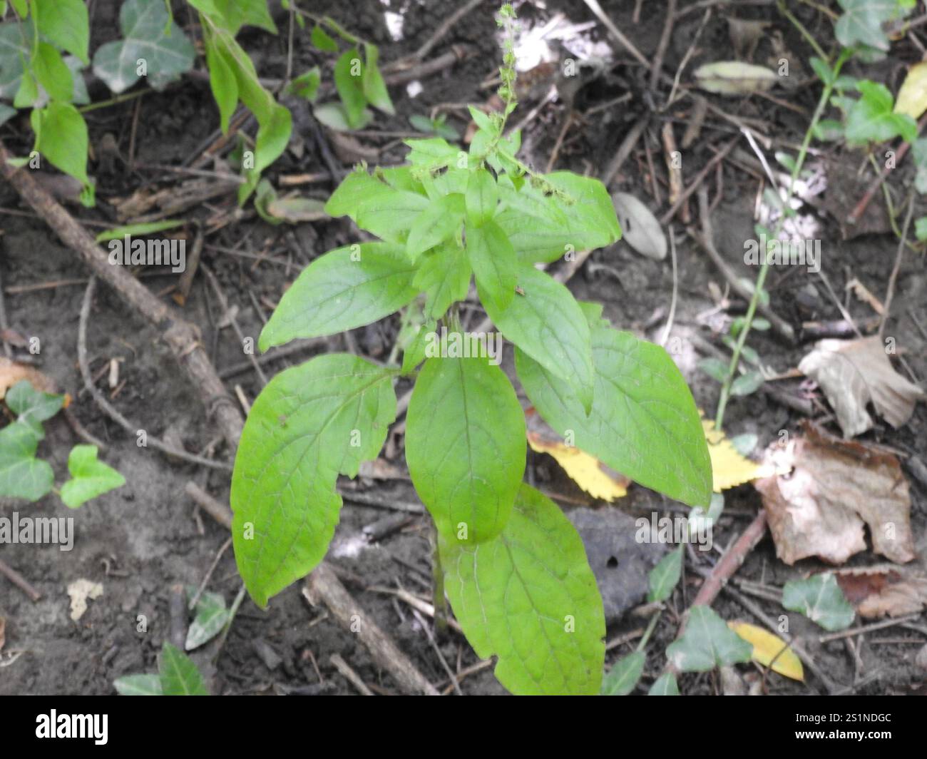 virginia stickseed (Hackelia virginiana Stock Photo - Alamy